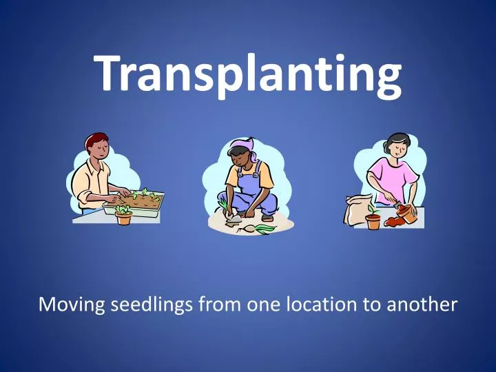 PPT - Transplanting PowerPoint Presentation, free download - ID:60037