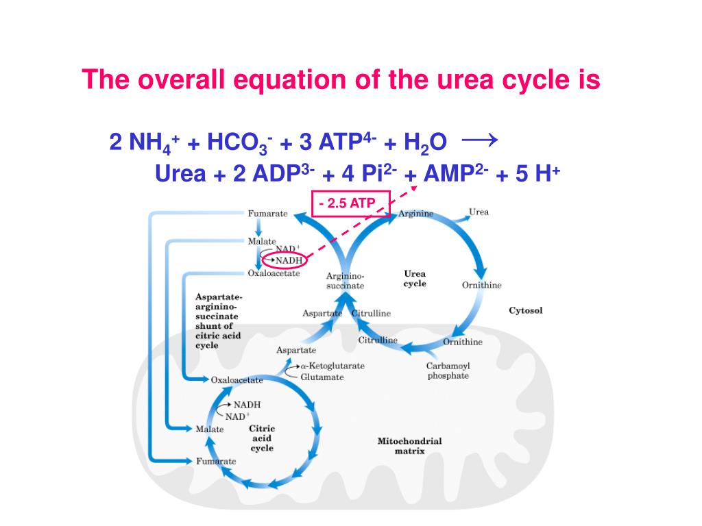 PPT - Amino acid oxidation and the production of urea PowerPoint ...