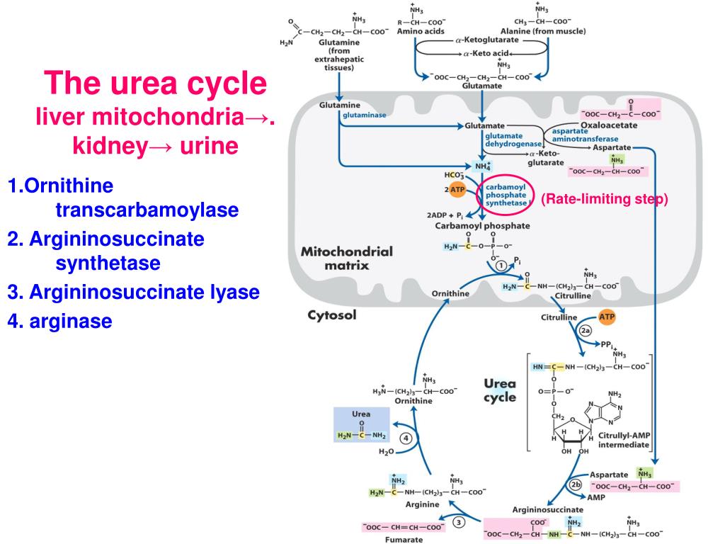 PPT - Amino acid oxidation and the production of urea PowerPoint ...