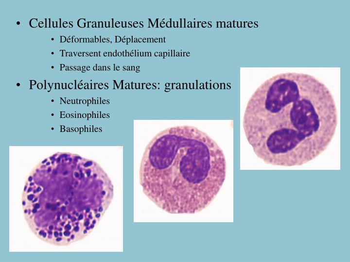 PPT - La Granulopoièse PowerPoint Presentation - ID:603604