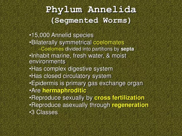PPT - Phylum Annelida (Segmented Worms) PowerPoint Presentation, free download - ID:605327