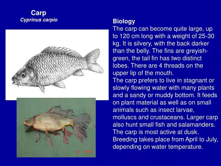 PPT - Carp Cyprinus carpio PowerPoint Presentation, free download - ID ...
