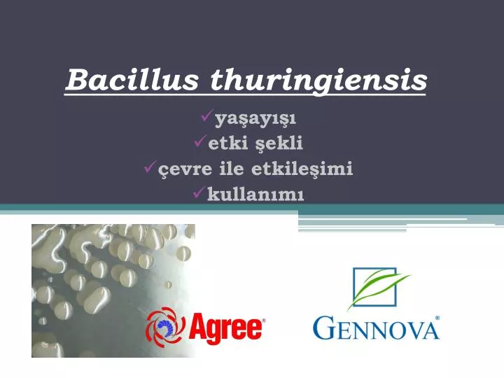 PPT - Bacillus thuringiensis PowerPoint Presentation, free download ...