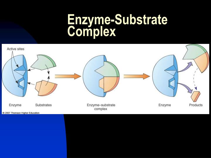 PPT - The Chemical Composition of Cells PowerPoint Presentation - ID:606835