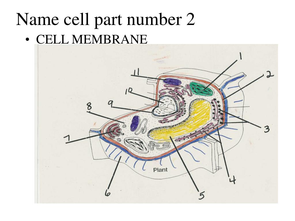PPT - How Plant & Animal cells are alike: PowerPoint Presentation, free ...