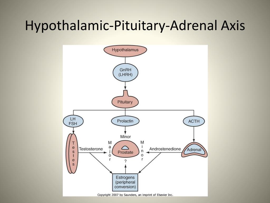 PPT - Surgical Disease of the Adrenal Gland (Part I) PowerPoint ...