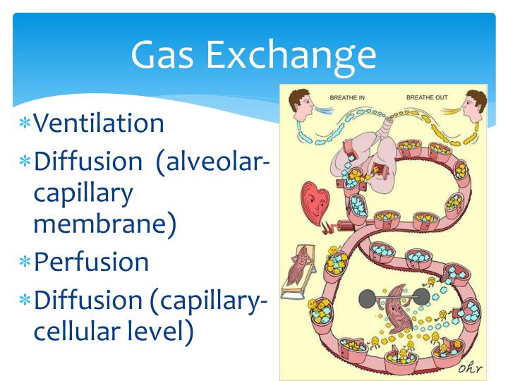 Respiratory System quest Part B Types Of Gas Exchange at Cassandra Wasinger blog