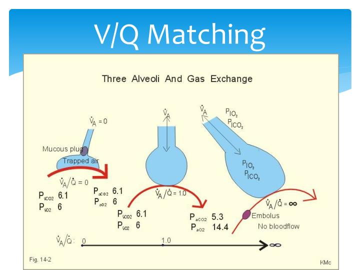 PPT - Structures and Functions of the Respiratory System PowerPoint ...