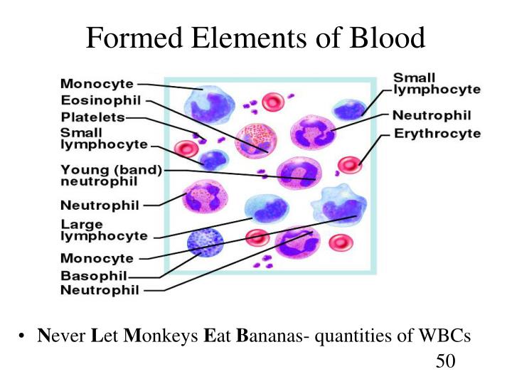 PPT - Chapter 18 The Circulatory System: Blood PowerPoint Presentation ...
