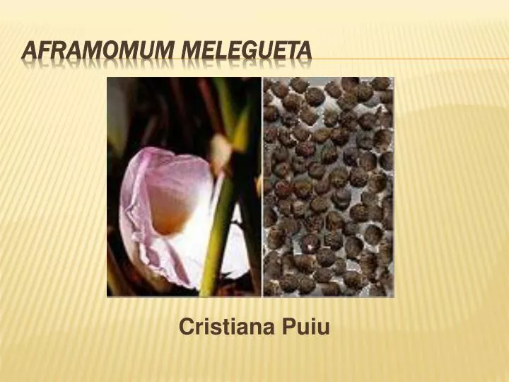PPT - Aframomum melegueta PowerPoint Presentation, free download - ID ...
