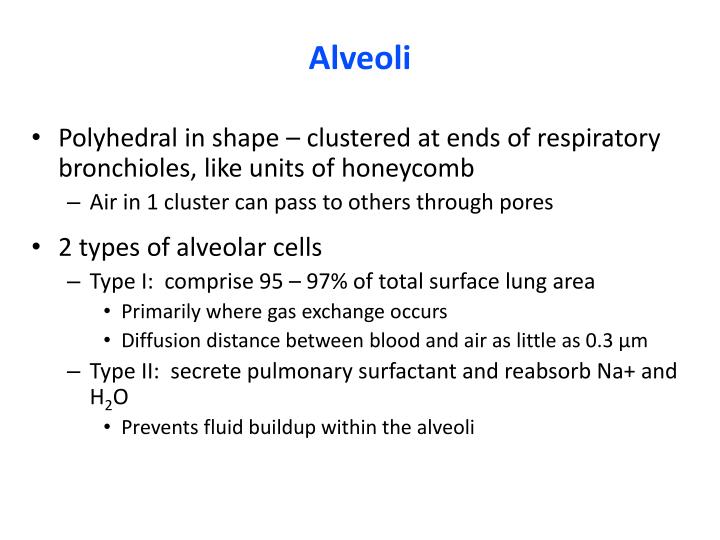 PPT - Respiratory Physiology PowerPoint Presentation - ID:609839