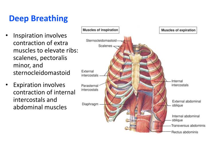 PPT - Respiratory Physiology PowerPoint Presentation - ID:609839