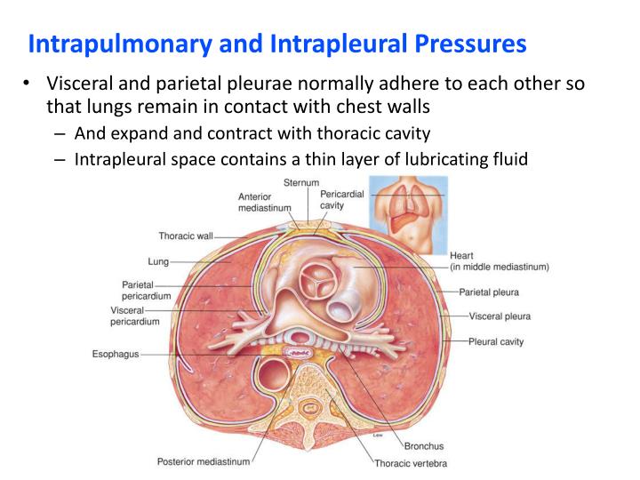 PPT - Respiratory Physiology PowerPoint Presentation - ID:609839