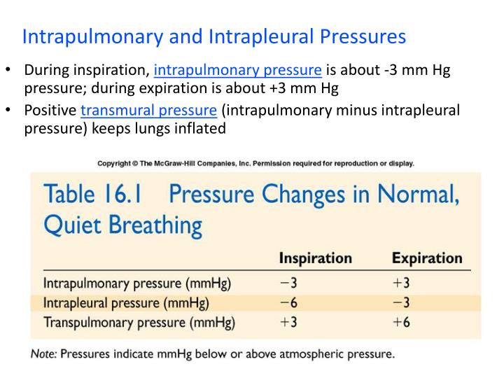 PPT - Respiratory Physiology PowerPoint Presentation - ID:609839