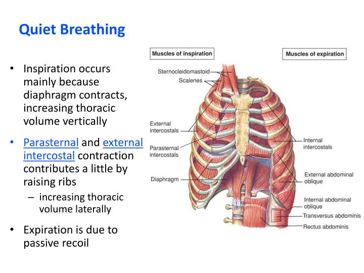 PPT - Respiratory Physiology PowerPoint Presentation - ID:609839