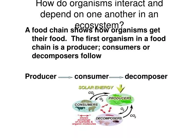 PPT - How do organisms interact and depend on one another in an ...