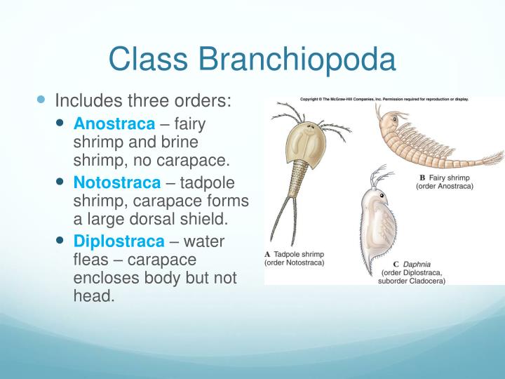 PPT - Crustaceans PowerPoint Presentation - ID:610201