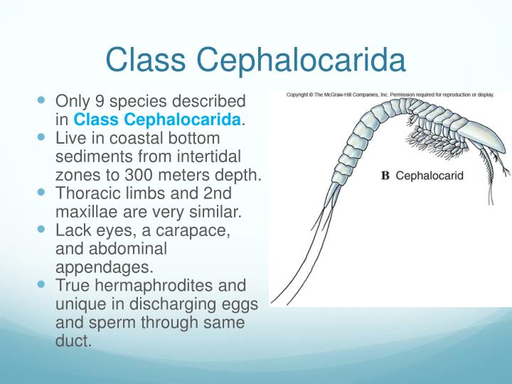 PPT - Crustaceans PowerPoint Presentation - ID:610201