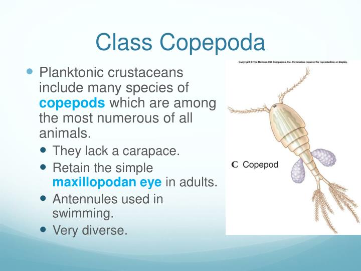 PPT - Crustaceans PowerPoint Presentation - ID:610201