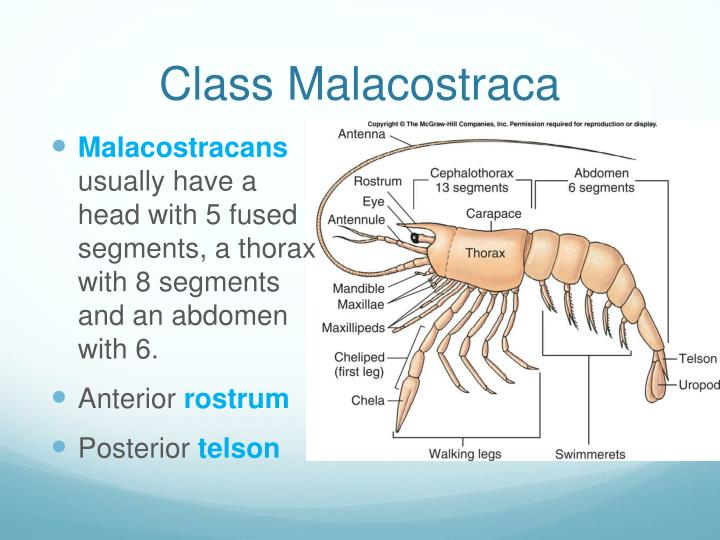 PPT - Crustaceans PowerPoint Presentation - ID:610201