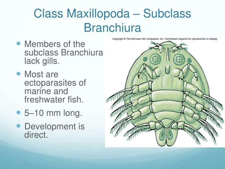 PPT - Crustaceans PowerPoint Presentation - ID:610201