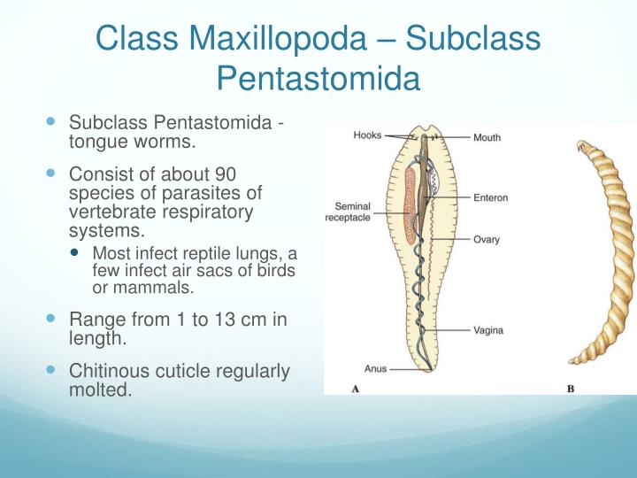 PPT - Crustaceans PowerPoint Presentation - ID:610201