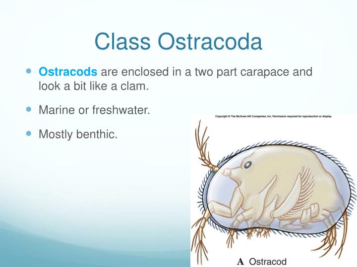 PPT - Crustaceans PowerPoint Presentation - ID:610201