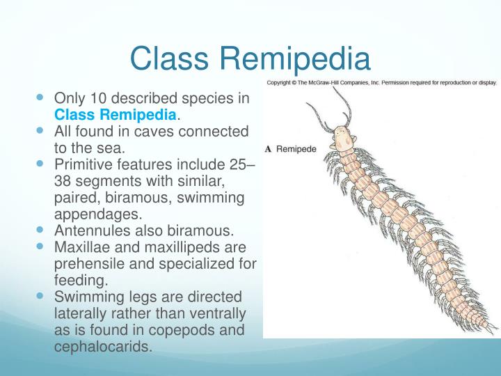 PPT - Crustaceans PowerPoint Presentation - ID:610201