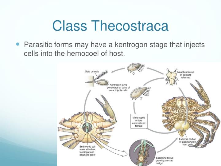 PPT - Crustaceans PowerPoint Presentation - ID:610201