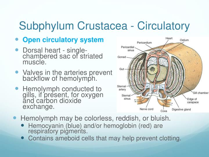 PPT - Crustaceans PowerPoint Presentation - ID:610201