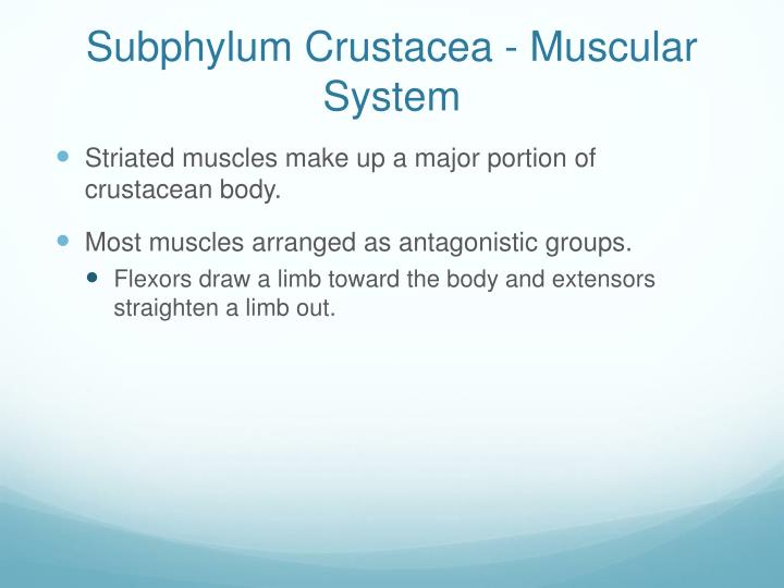 PPT - Crustaceans PowerPoint Presentation - ID:610201
