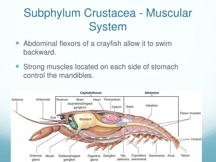PPT - Crustaceans PowerPoint Presentation - ID:610201