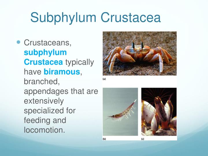 PPT - Crustaceans PowerPoint Presentation - ID:610201