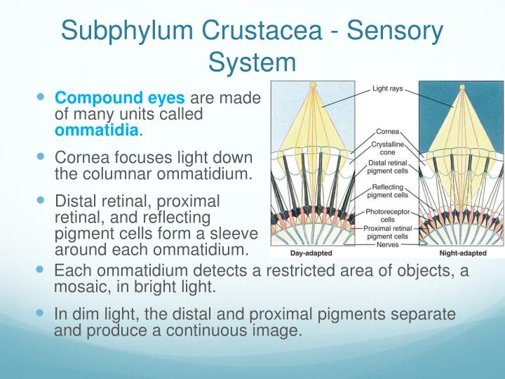 PPT - Crustaceans PowerPoint Presentation - ID:610201