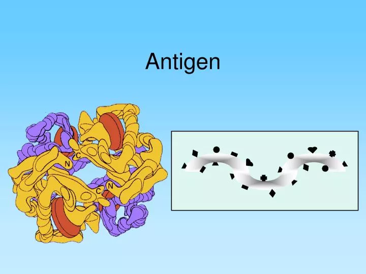 PPT - Antigen PowerPoint Presentation, free download - ID:610347