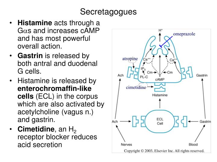 PPT - The proximal 80% of the stomach makes up the acid secreting ...