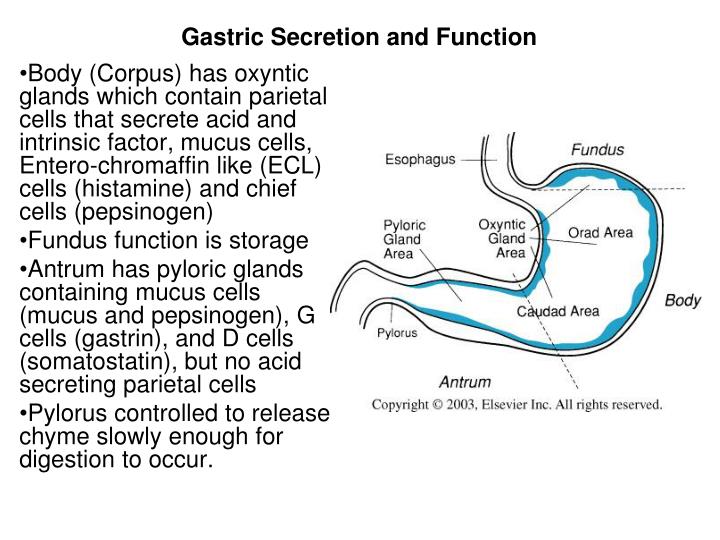 PPT - The proximal 80% of the stomach makes up the acid secreting ...