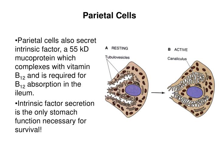 PPT - The proximal 80% of the stomach makes up the acid secreting ...