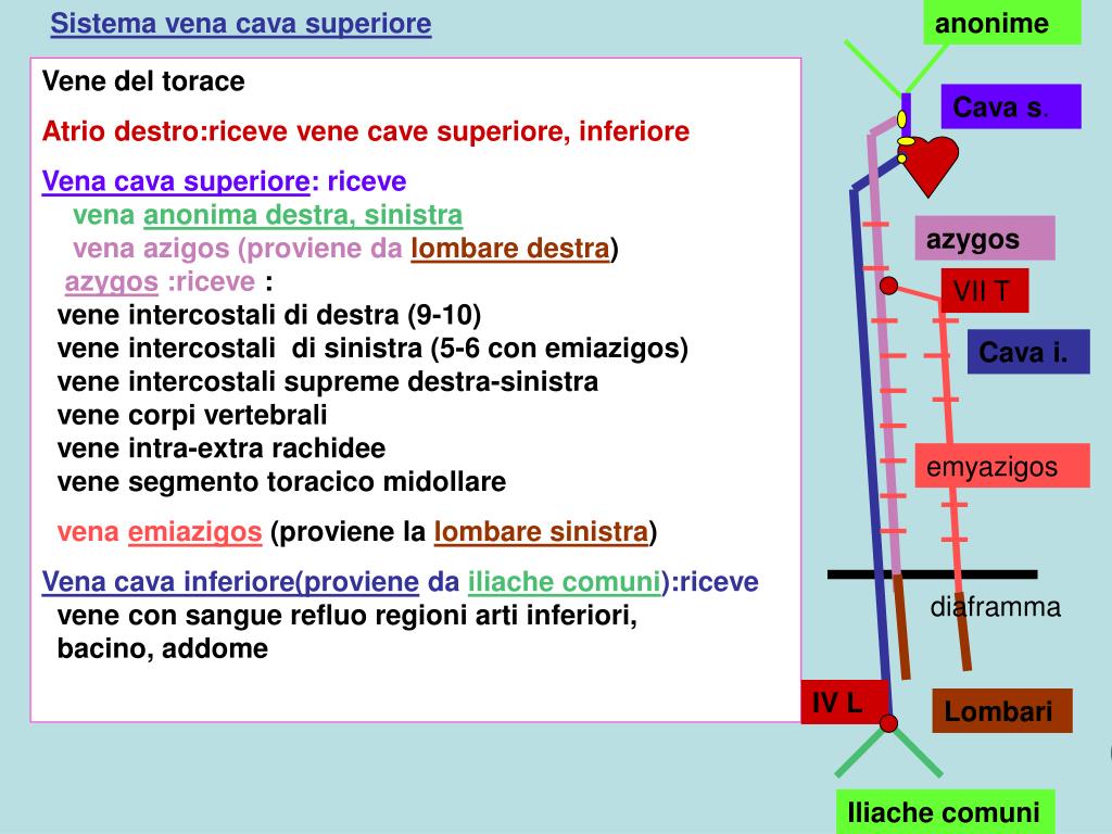 PPT - Sistema circolatorio venoso nomi e localizzazione vene principali ...