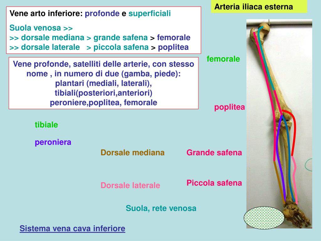 PPT - Sistema circolatorio venoso nomi e localizzazione vene principali ...