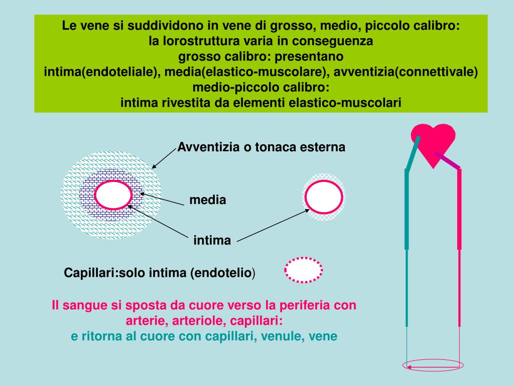 PPT - Sistema circolatorio venoso nomi e localizzazione vene principali ...