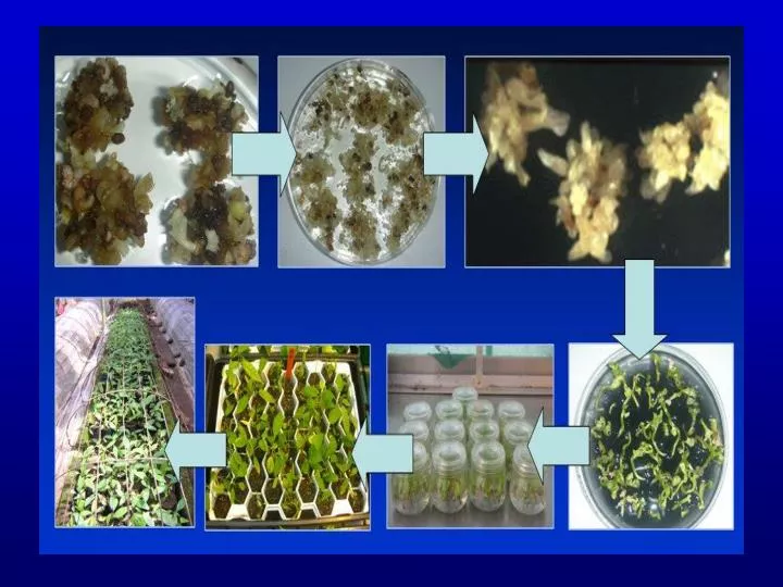 PPT - Plant Tissue Culture PowerPoint Presentation, free download - ID ...