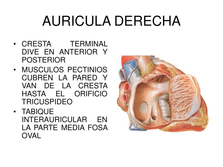 PPT - ANATOMIA DEL CORAZON PowerPoint Presentation - ID:613003
