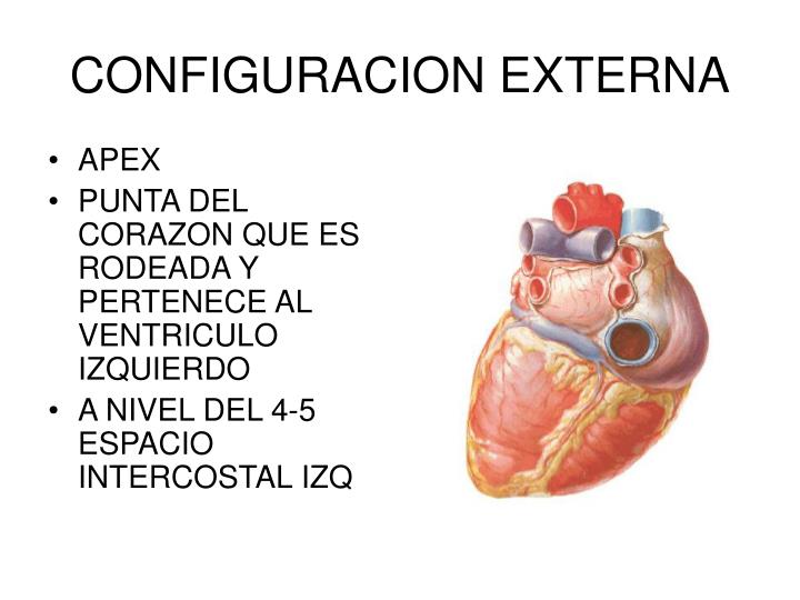 PPT - ANATOMIA DEL CORAZON PowerPoint Presentation - ID:613003