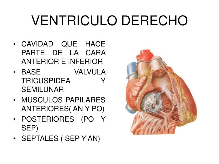 PPT - ANATOMIA DEL CORAZON PowerPoint Presentation - ID:613003