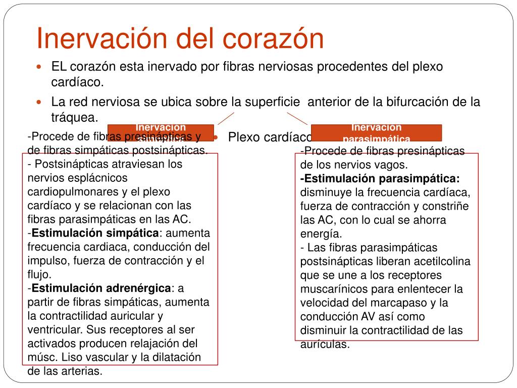 PPT - Sistema Cardíaco PowerPoint Presentation, free download - ID:613909