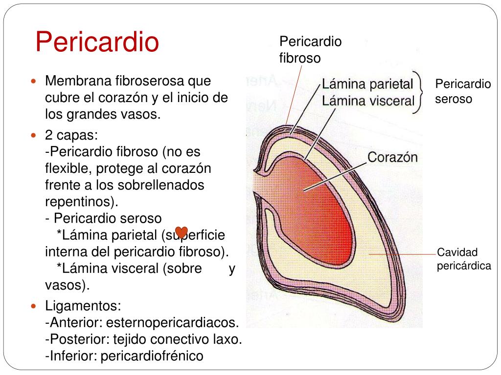 PPT - Sistema Cardíaco PowerPoint Presentation, free download - ID:613909