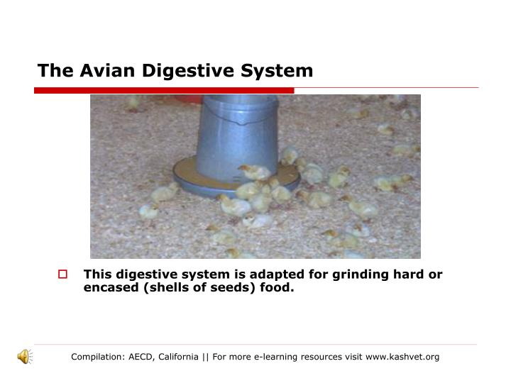 PPT - The Avian Digestive System By Gemma Dalena PowerPoint ...