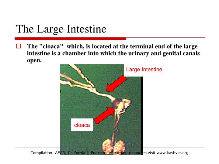 PPT - The Avian Digestive System By Gemma Dalena PowerPoint ...