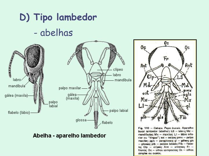 PPT - MORFOLOGIA EXTERNA DOS INSETOS PowerPoint Presentation - ID:615543